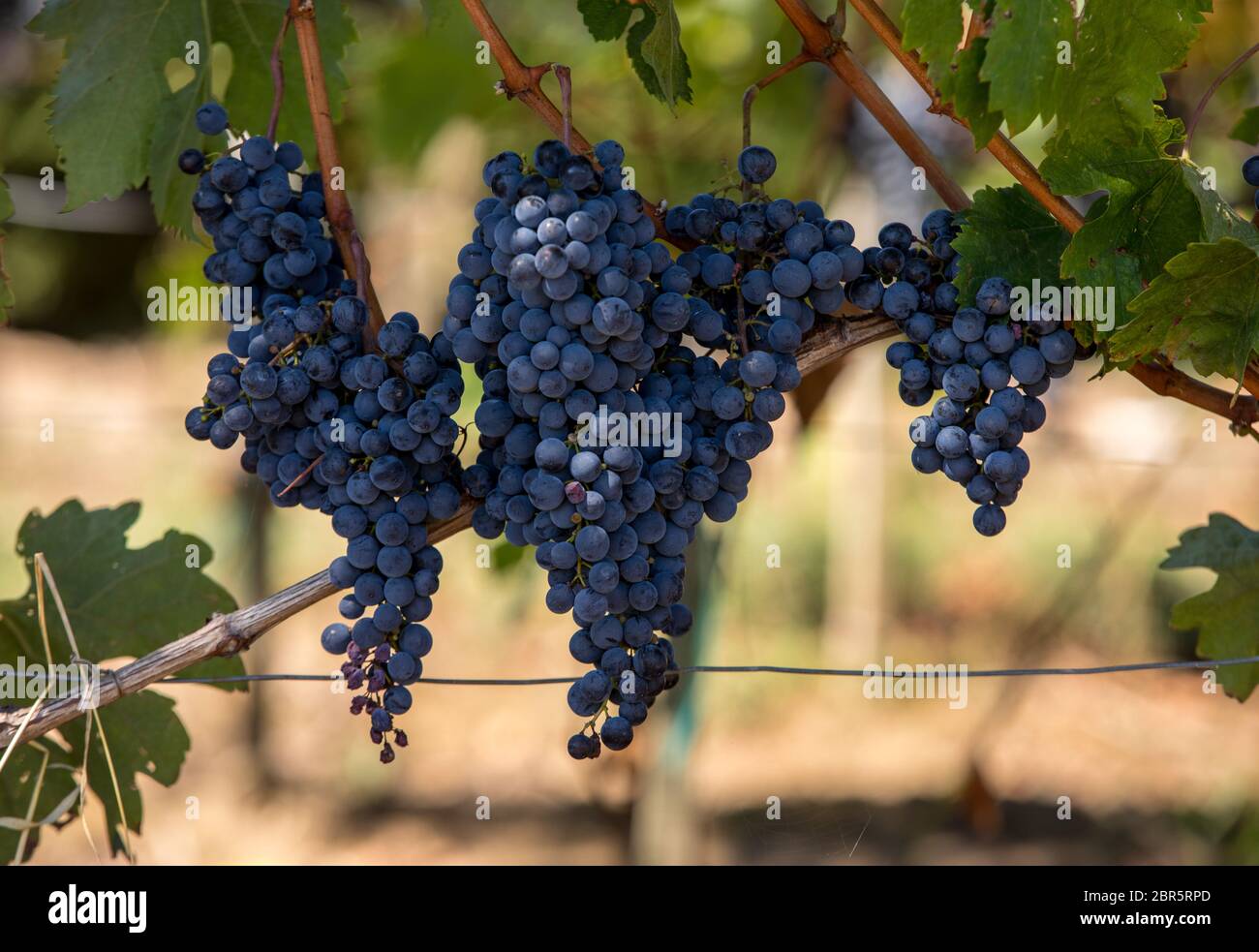 Close up of red merlot grapes in vineyard. St Emilion, Gironde ...