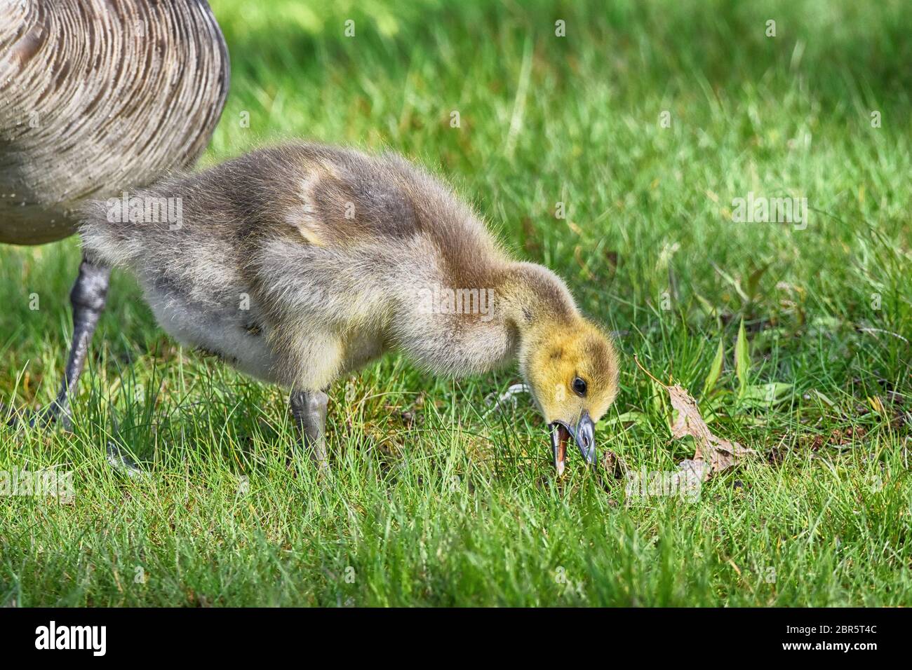 Baby Canada Goose eating At Presque Isle state Park Stock Photo - Alamy
