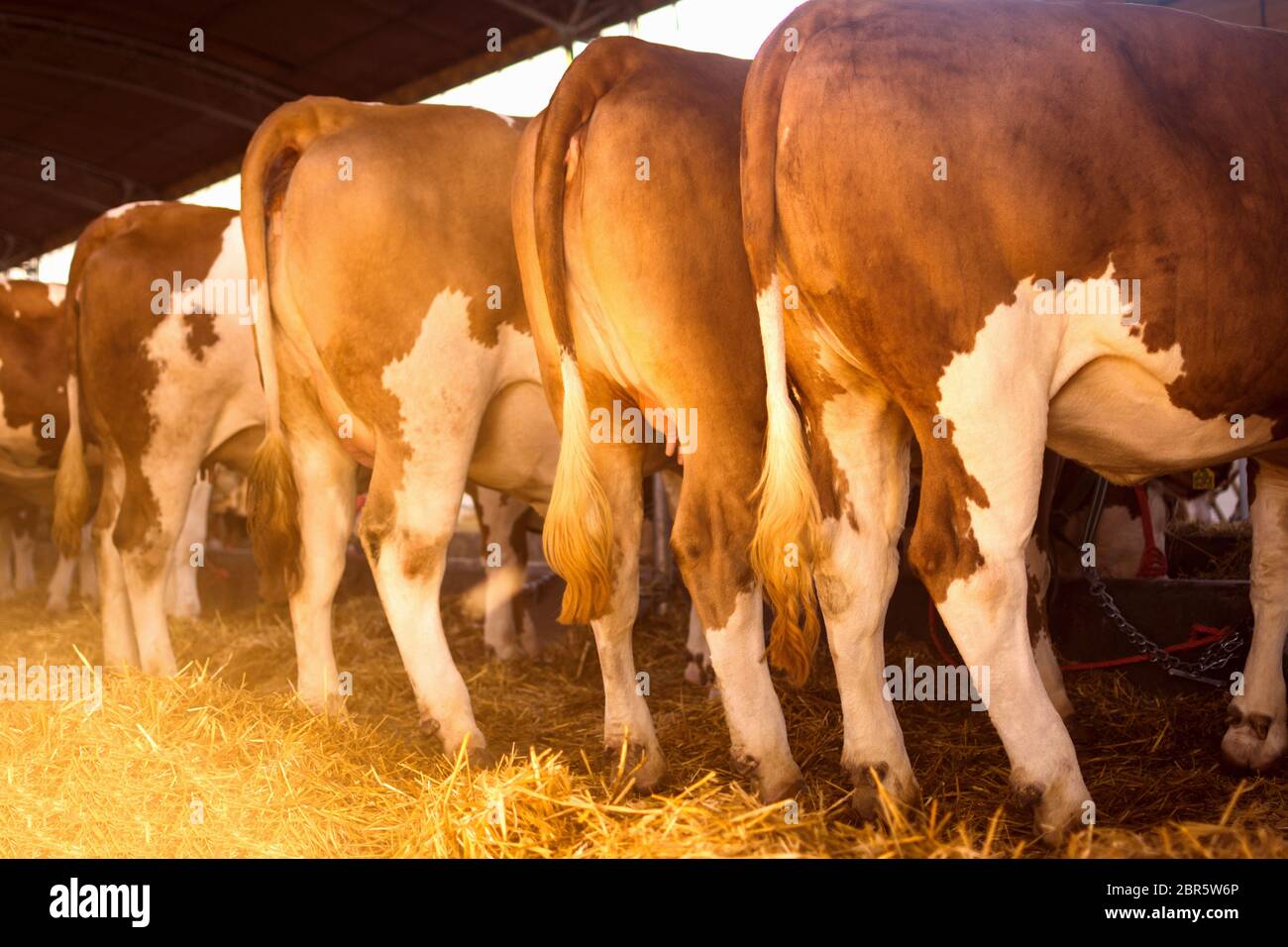 Cows in a row hi-res stock photography and images - Alamy