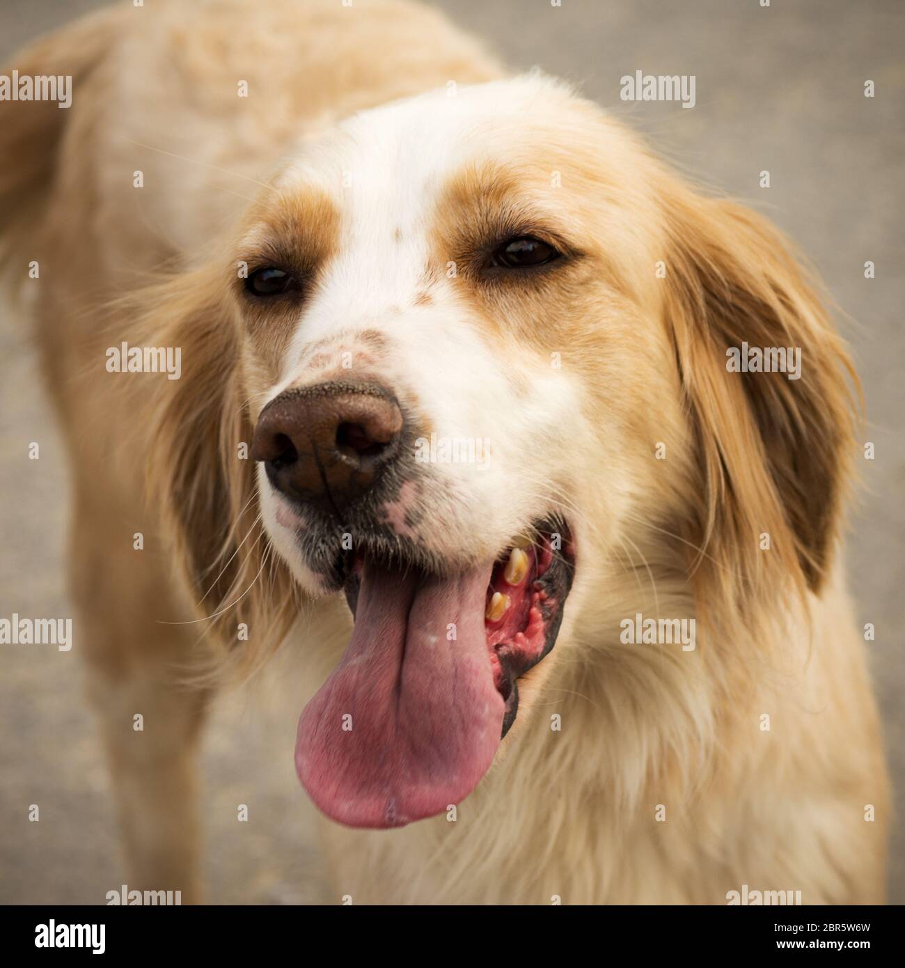 Animal portrait of lovely dog with long tongue Stock Photo - Alamy