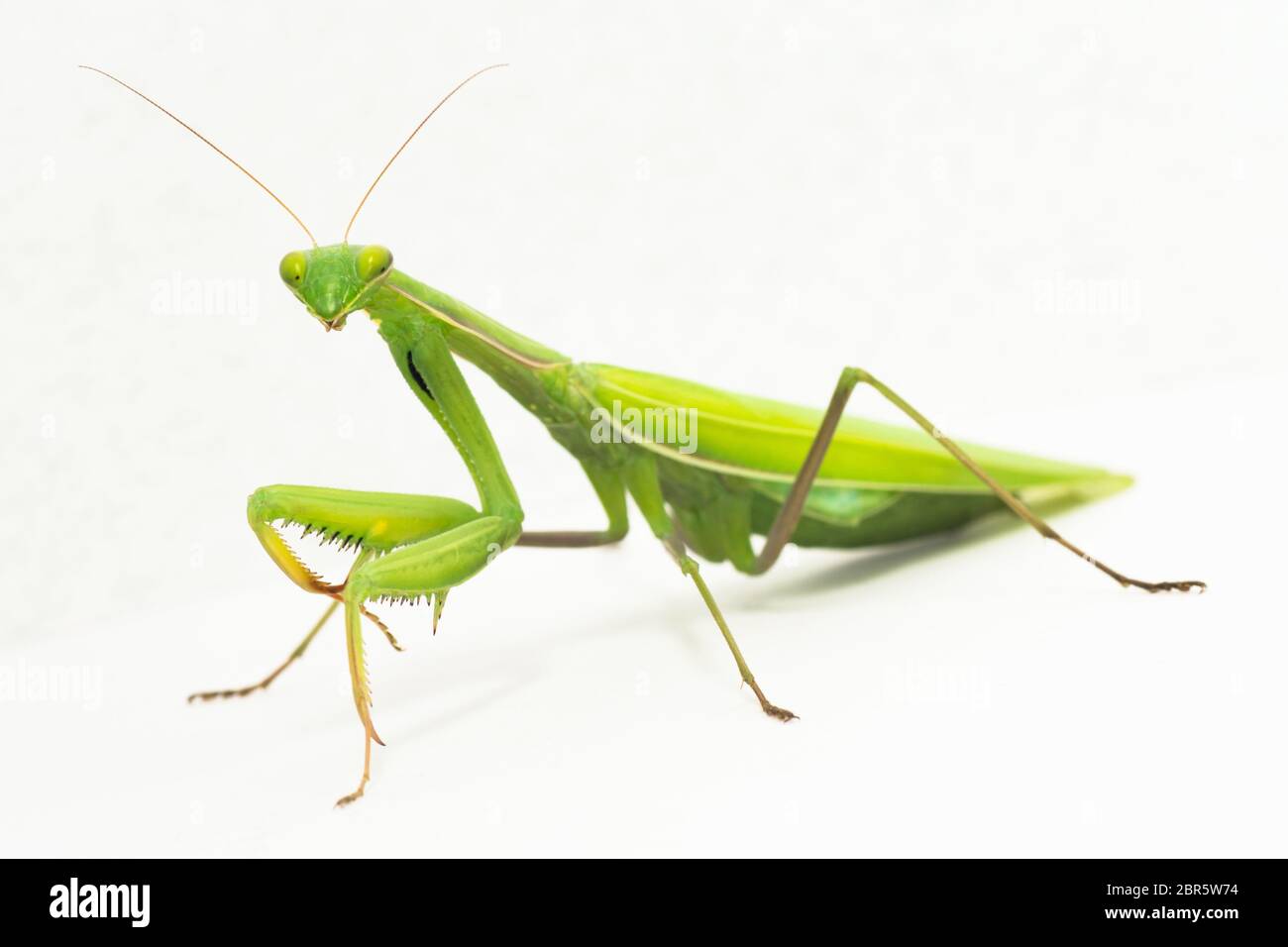 The big green mantis insect is on white background, studio shot Stock ...