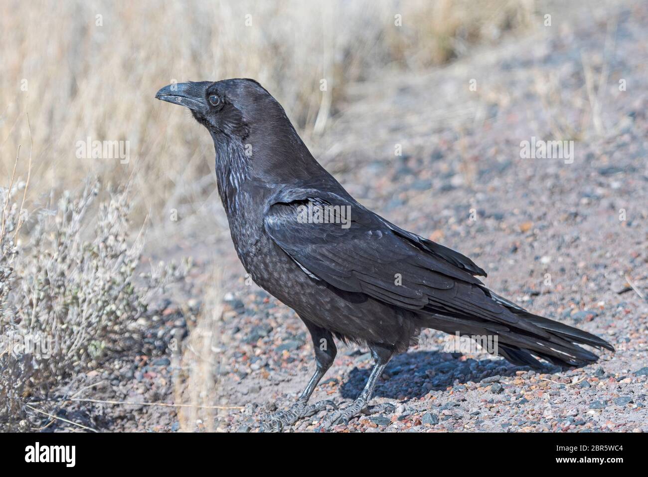 Common Raven Looking for Food in the Desert in Petrified Forest ...