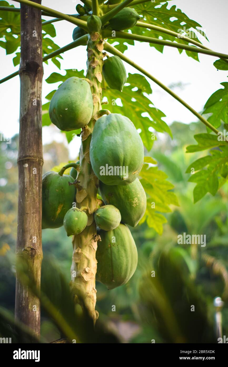 Papaya papaw or pawpaw tree with fruits. Green papaya fruits growing on ...