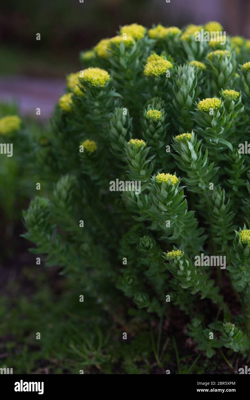 Rhodiola herb hi-res stock photography and images - Alamy