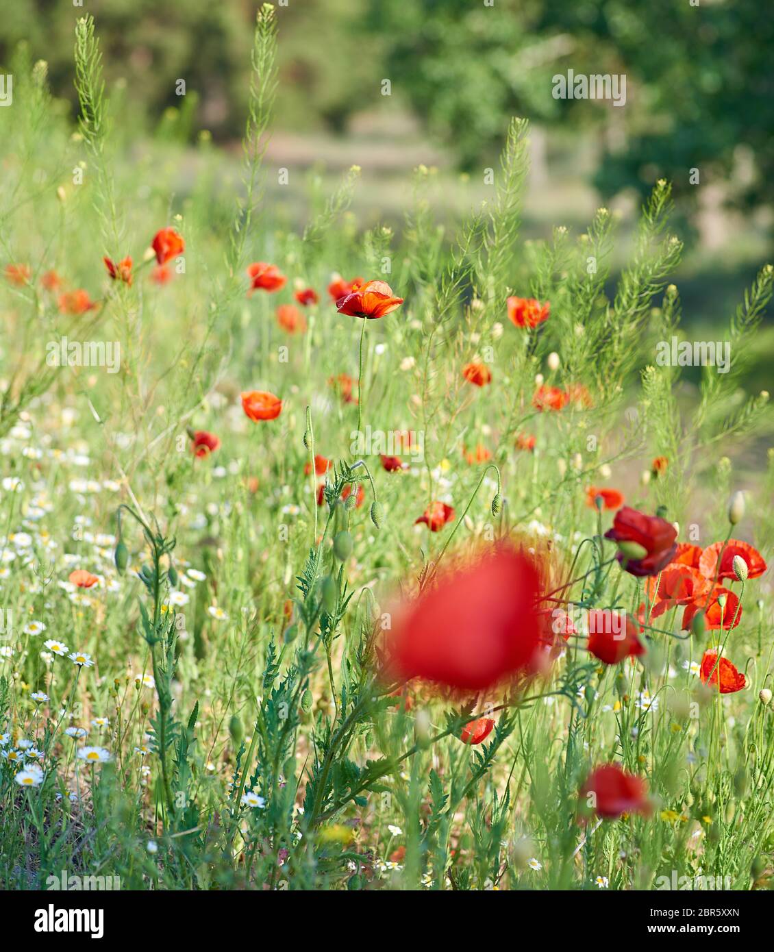 blooming red poppy in a field on a spring afternoon in the sunshine ...