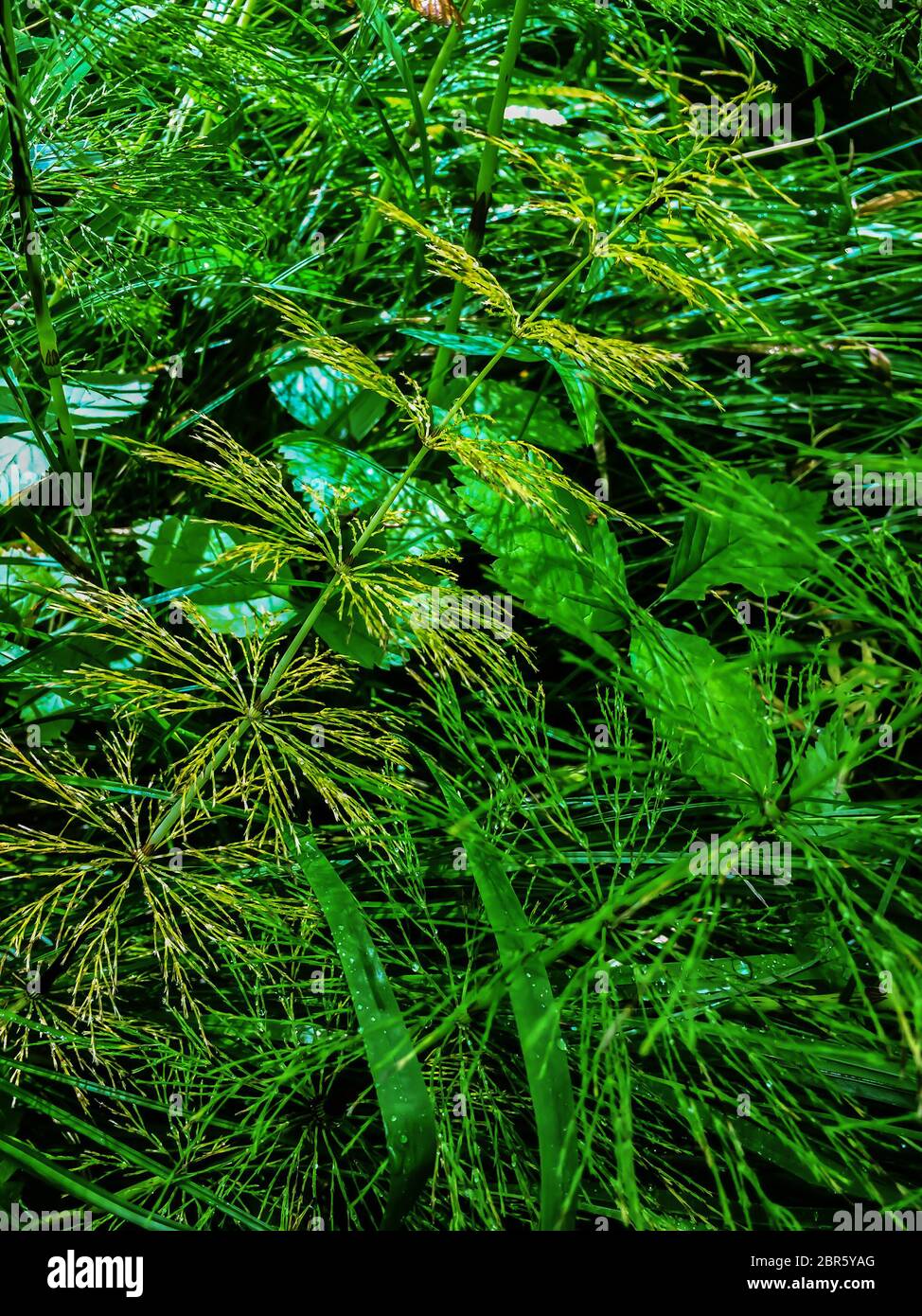 Green grass texture with long thin blades of grass after rain. Lush ...