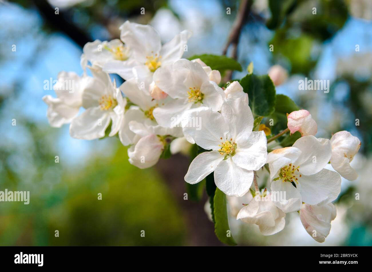 Flowering apple tree. Blossoming apple tree flowers on a sunny spring ...
