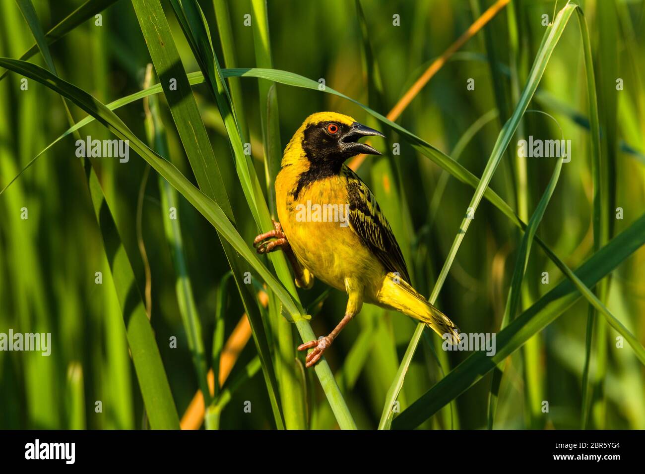 Bird weaver species after perch water reeds Stock Photo - Alamy
