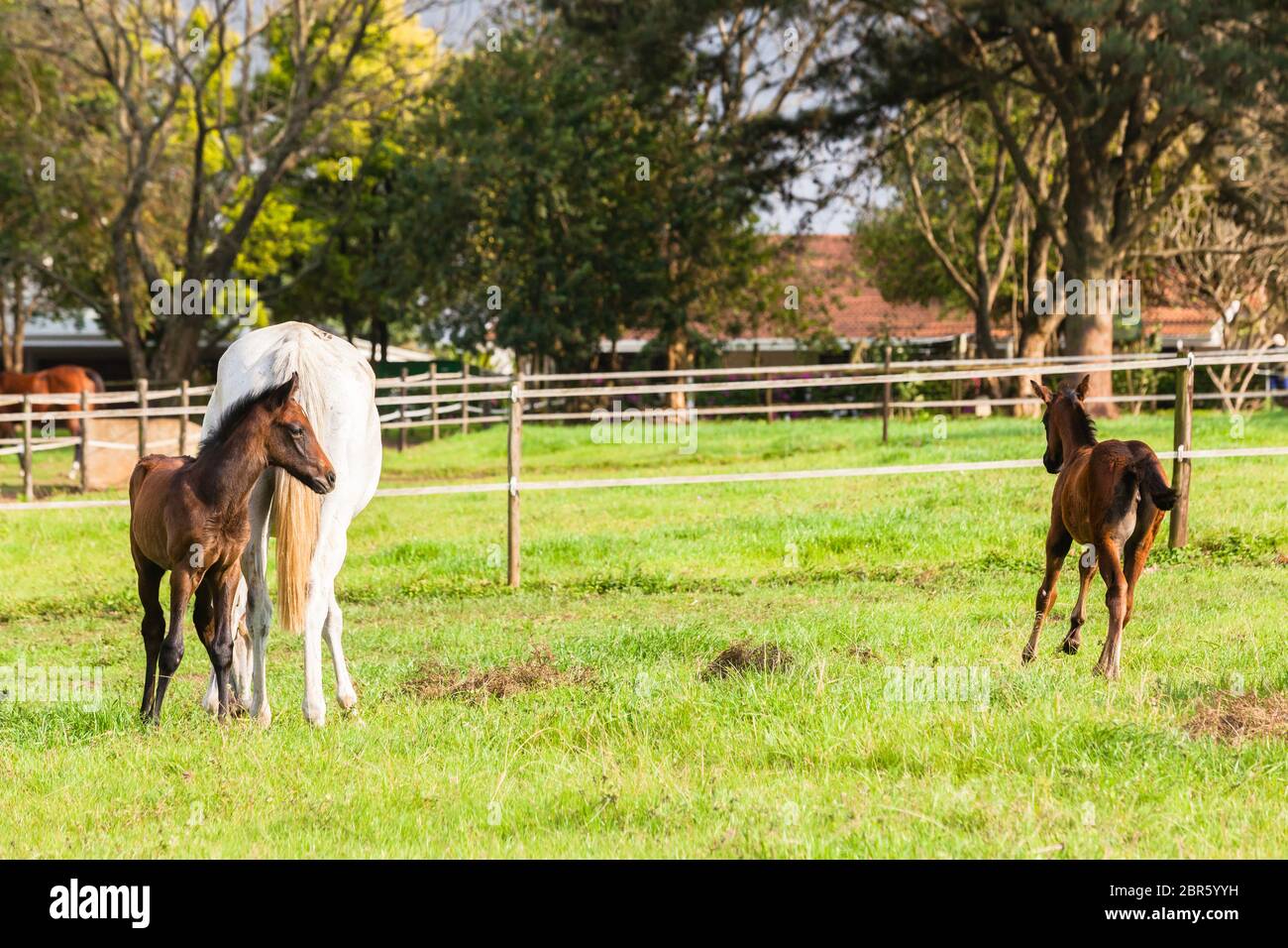 Horses with foals colts in paddock field on stud farm Stock Photo - Alamy