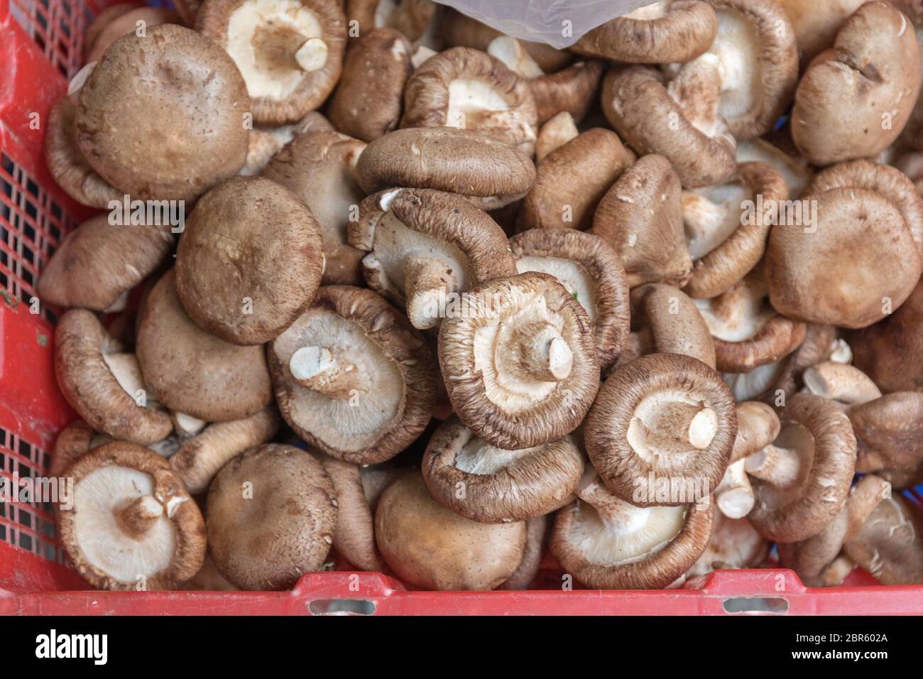 Fresh Edible Brown Mushrooms in Crate at Market Stock Photo - Alamy