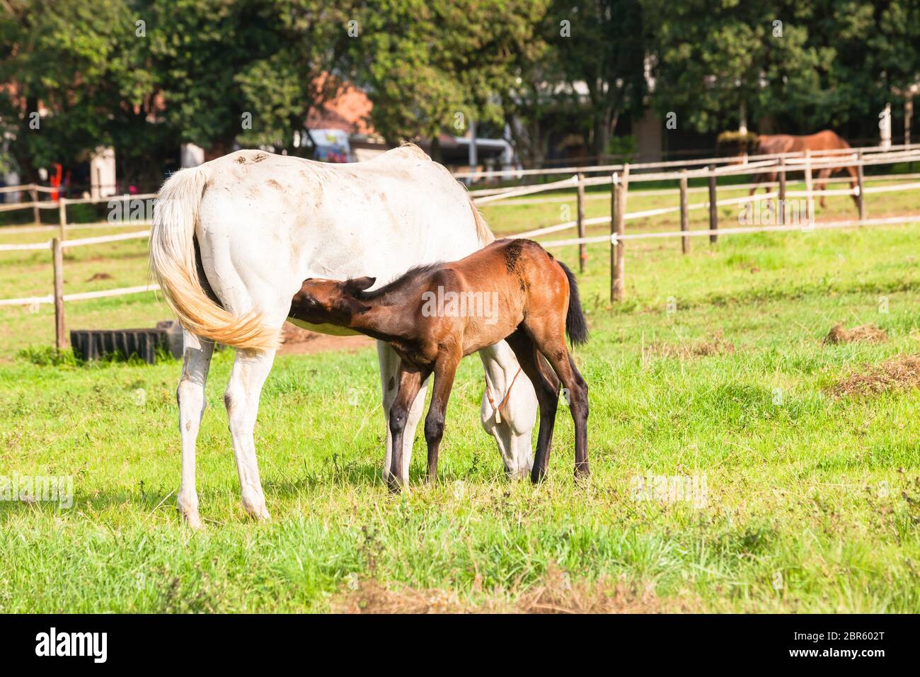 Horses with foals colts in paddock field on stud farm Stock Photo - Alamy