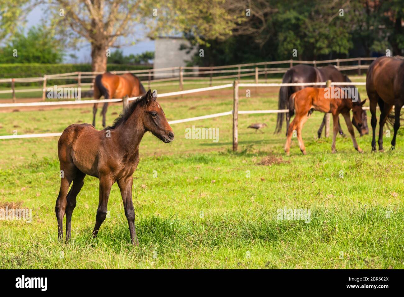 Horses with foals colts in paddock field on stud farm Stock Photo - Alamy