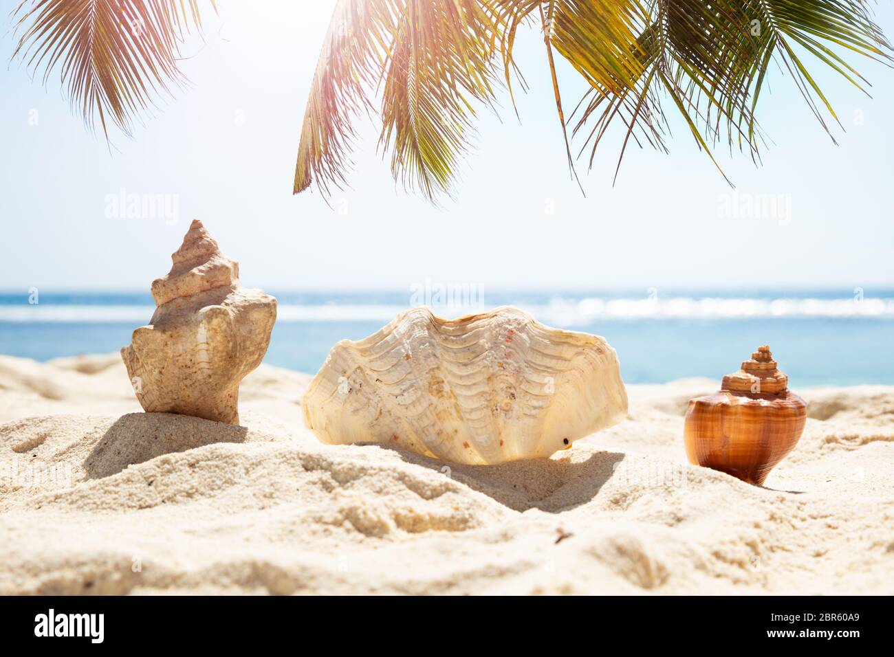 Different Type Of Seashells In Sand At Beach During Summer Stock Photo ...