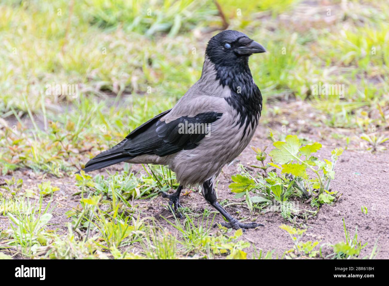 Gray crow portrait looking for food in field on ground in spring. Raven ...