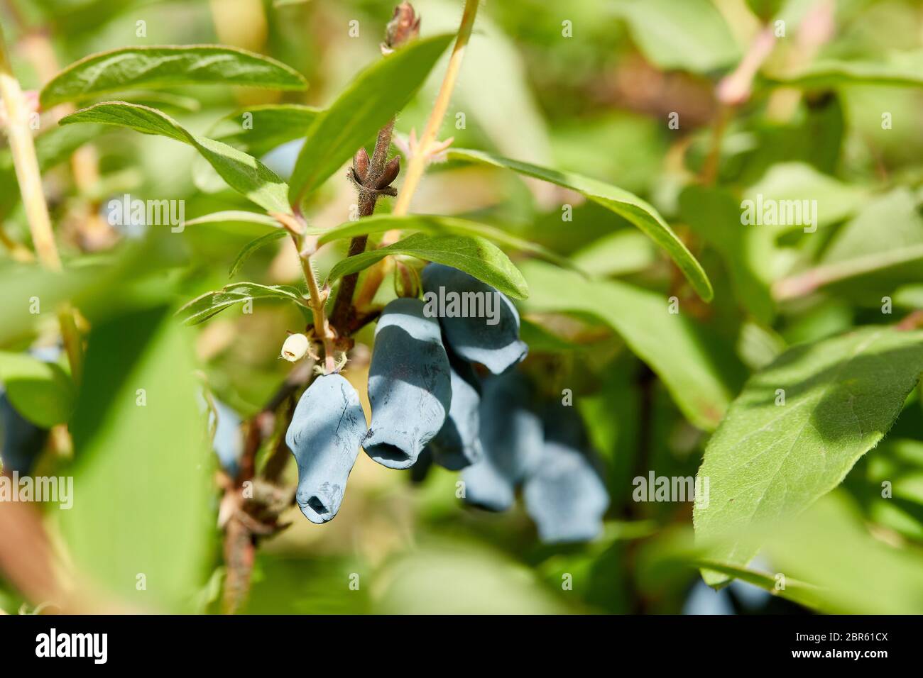 Lonicera edulis hi-res stock photography and images - Alamy