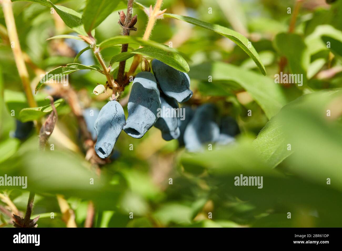 Blue ripe berries of honeysuckle on the branch with leaves of a bush ...