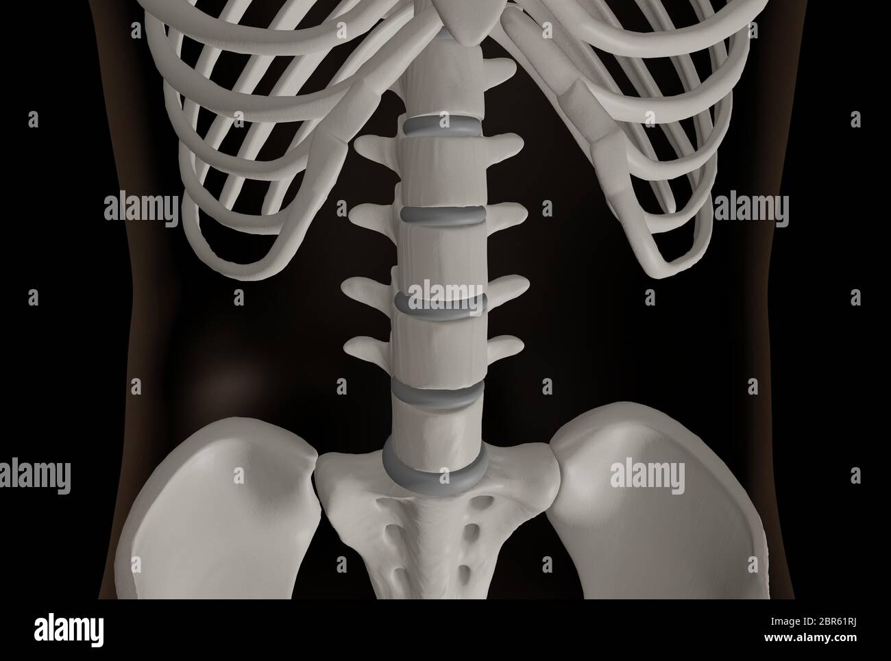 3d rendering of the lumbar spine area of the skeleton Stock Photo - Alamy