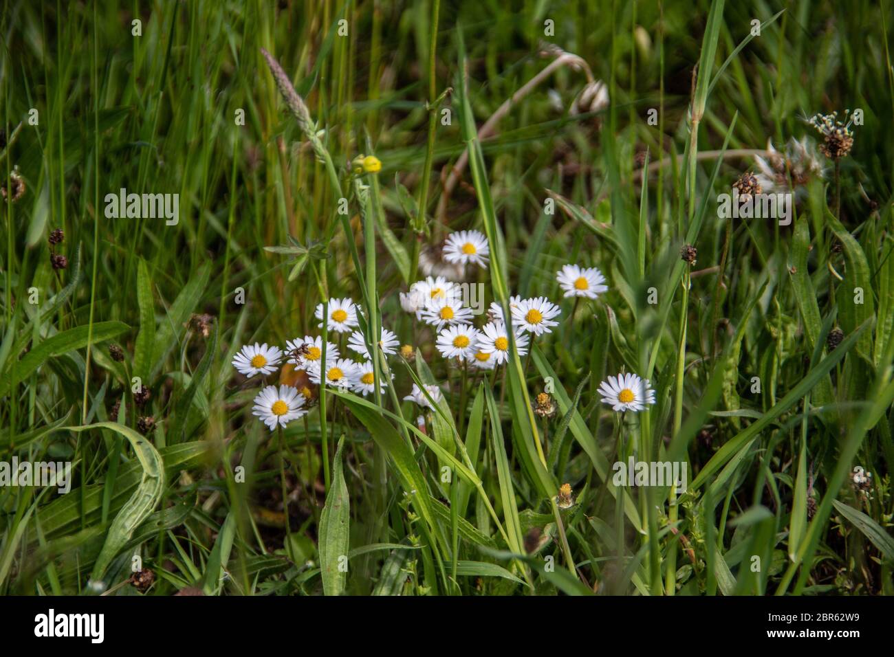 colorful flower meadow in summer Stock Photo - Alamy