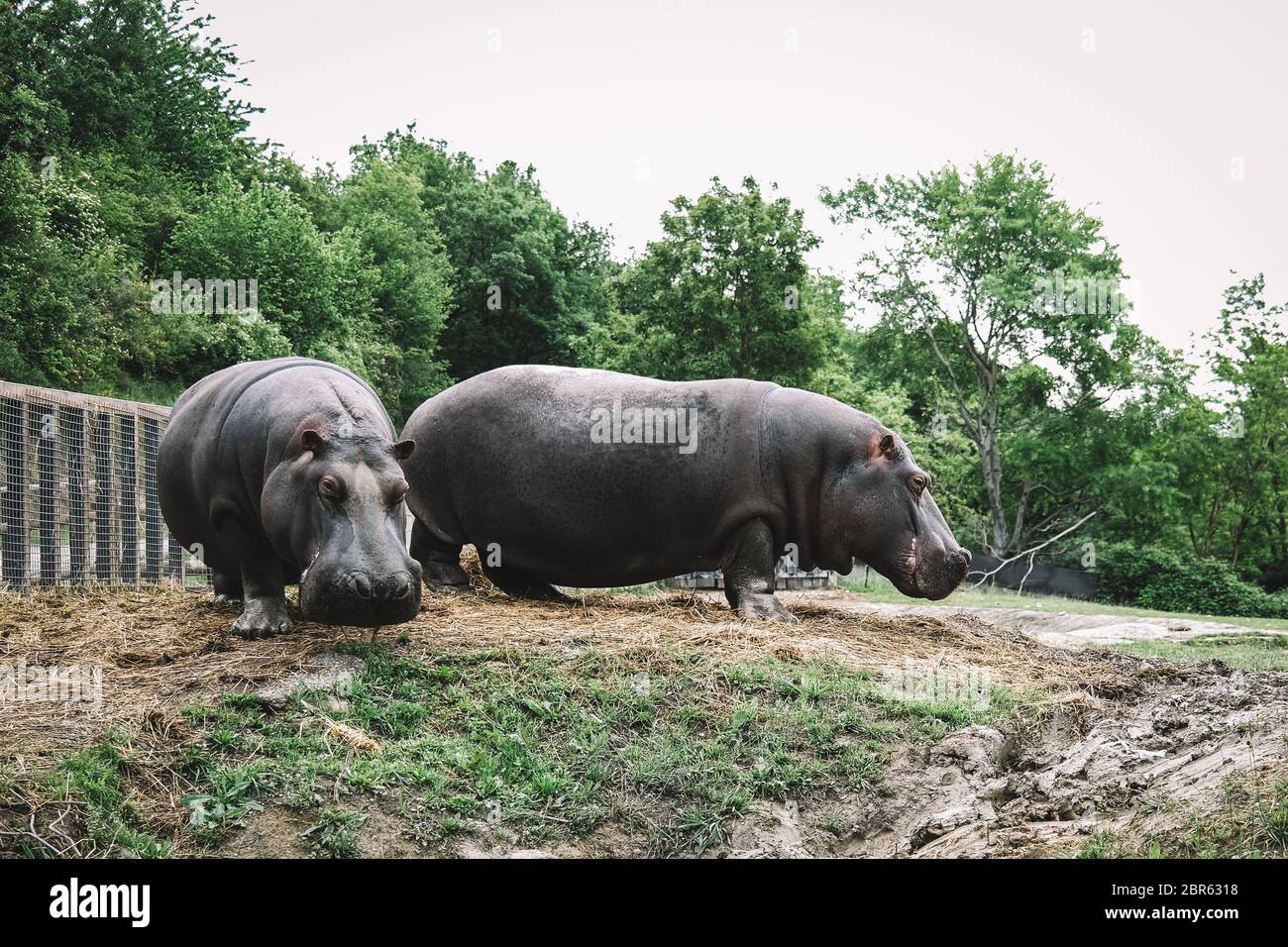 5 ° mese hi-res stock photography and images - Alamy