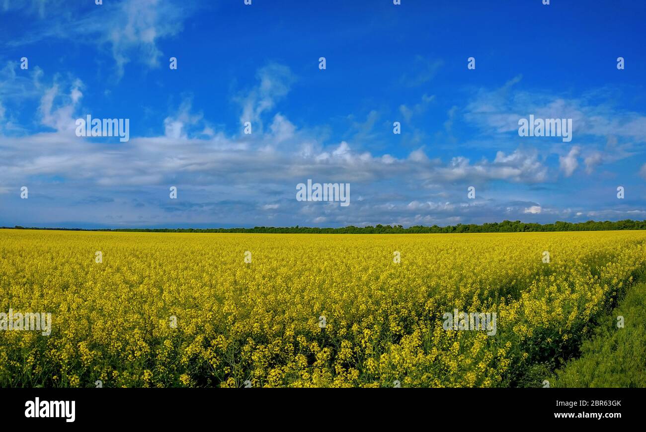 Rapeseed bloom on a field in spring in Ukraine Stock Photo - Alamy