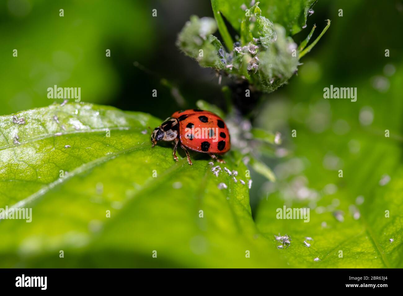 Marienkäfer marienkäfer hi-res stock photography and images - Alamy