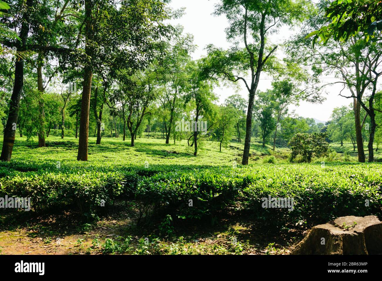 Tea plantation in Asam India. Landscape of the tea plantations. Tea ...