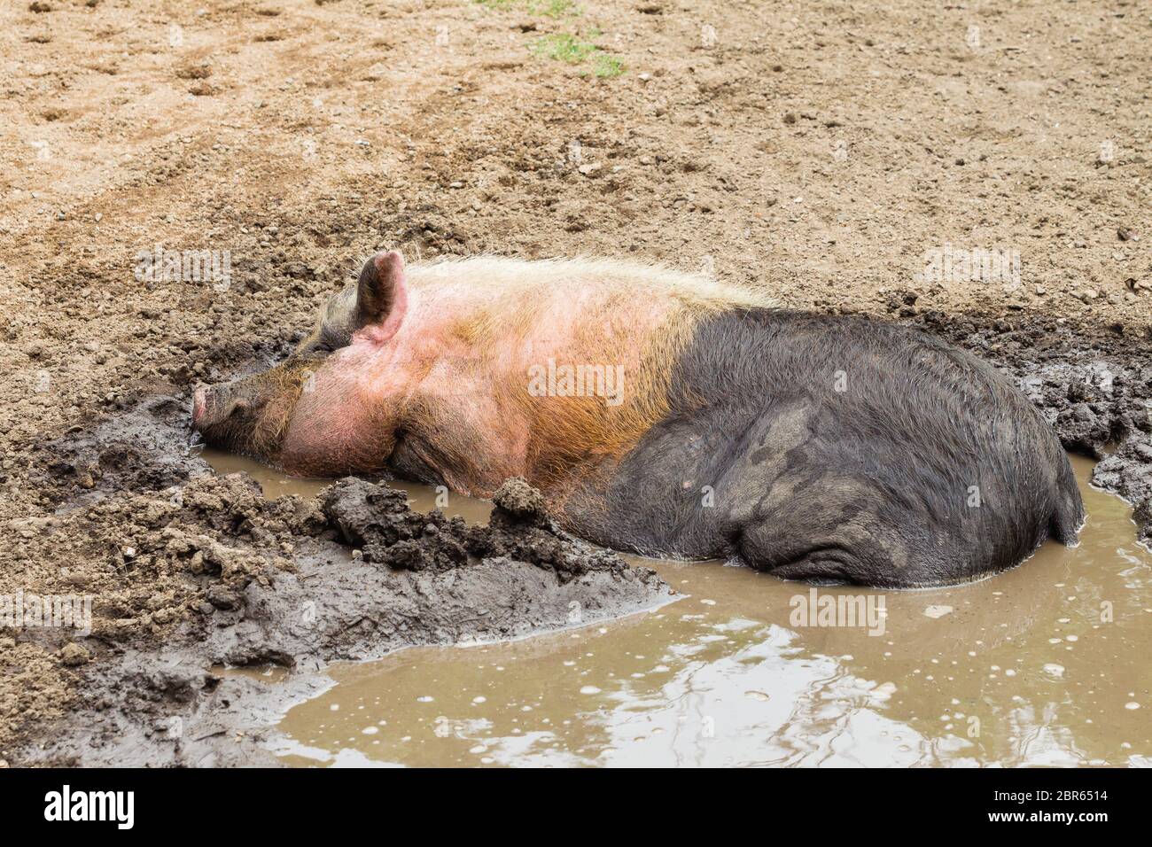 Pig pen mud hi-res stock photography and images - Alamy