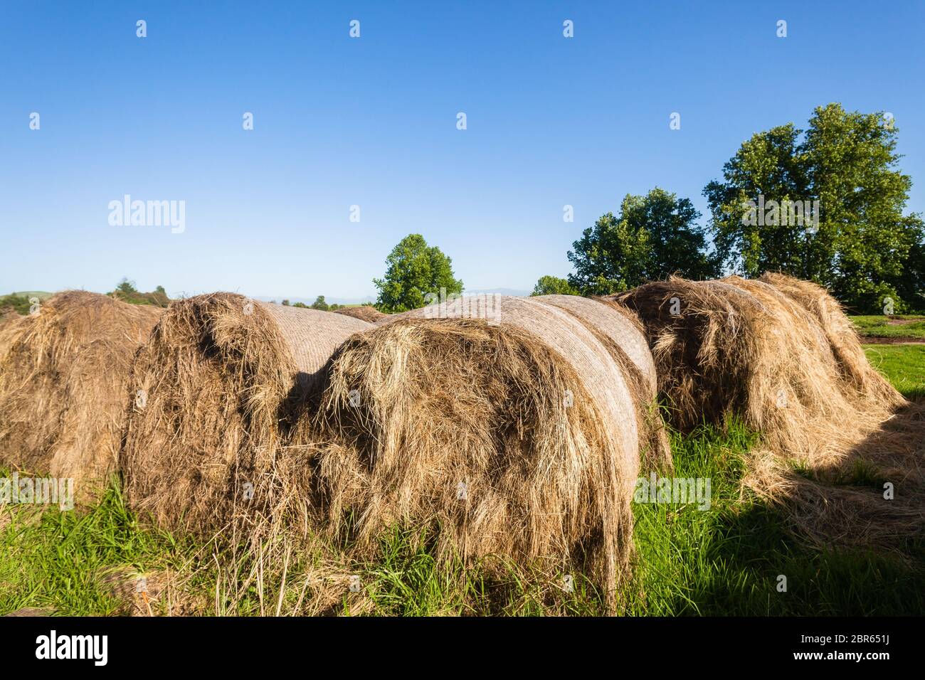 Farming grass bales of cattle feed rolled in agriculture landscape ...