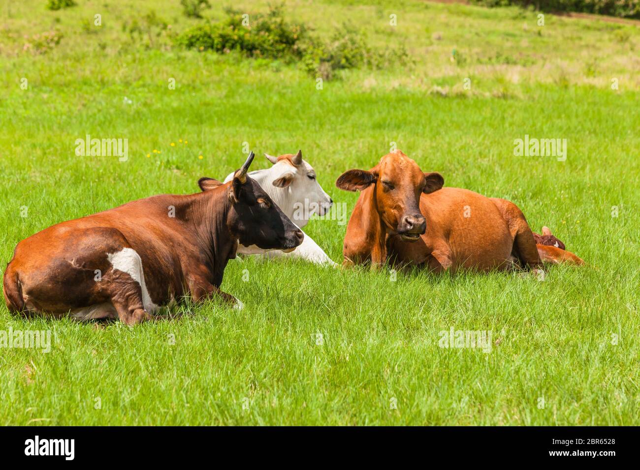 Cows cattle resting hot summers day in open field countryside Stock ...