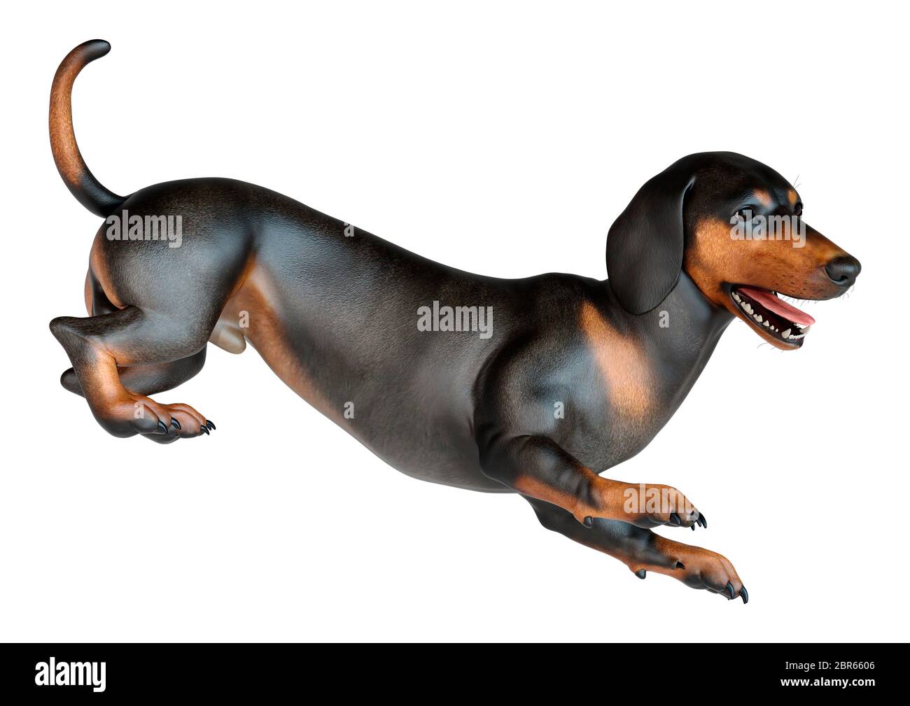 3D rendering of a dachshund or badger dog or sausage dog isolated on ...