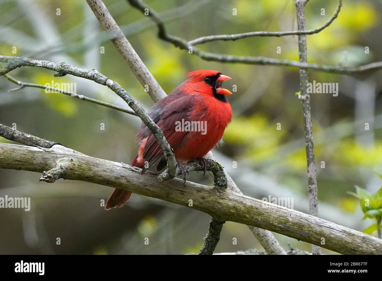 Northern Cardinal male singing for a mate Stock Photo - Alamy