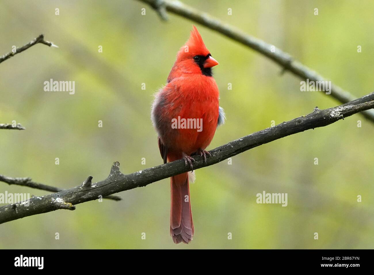 Male cardinal singing hi-res stock photography and images - Alamy