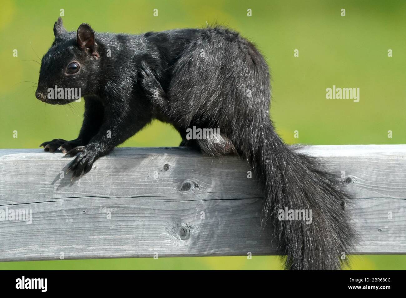 Eastern Grey Squirrel and one black one Stock Photo - Alamy