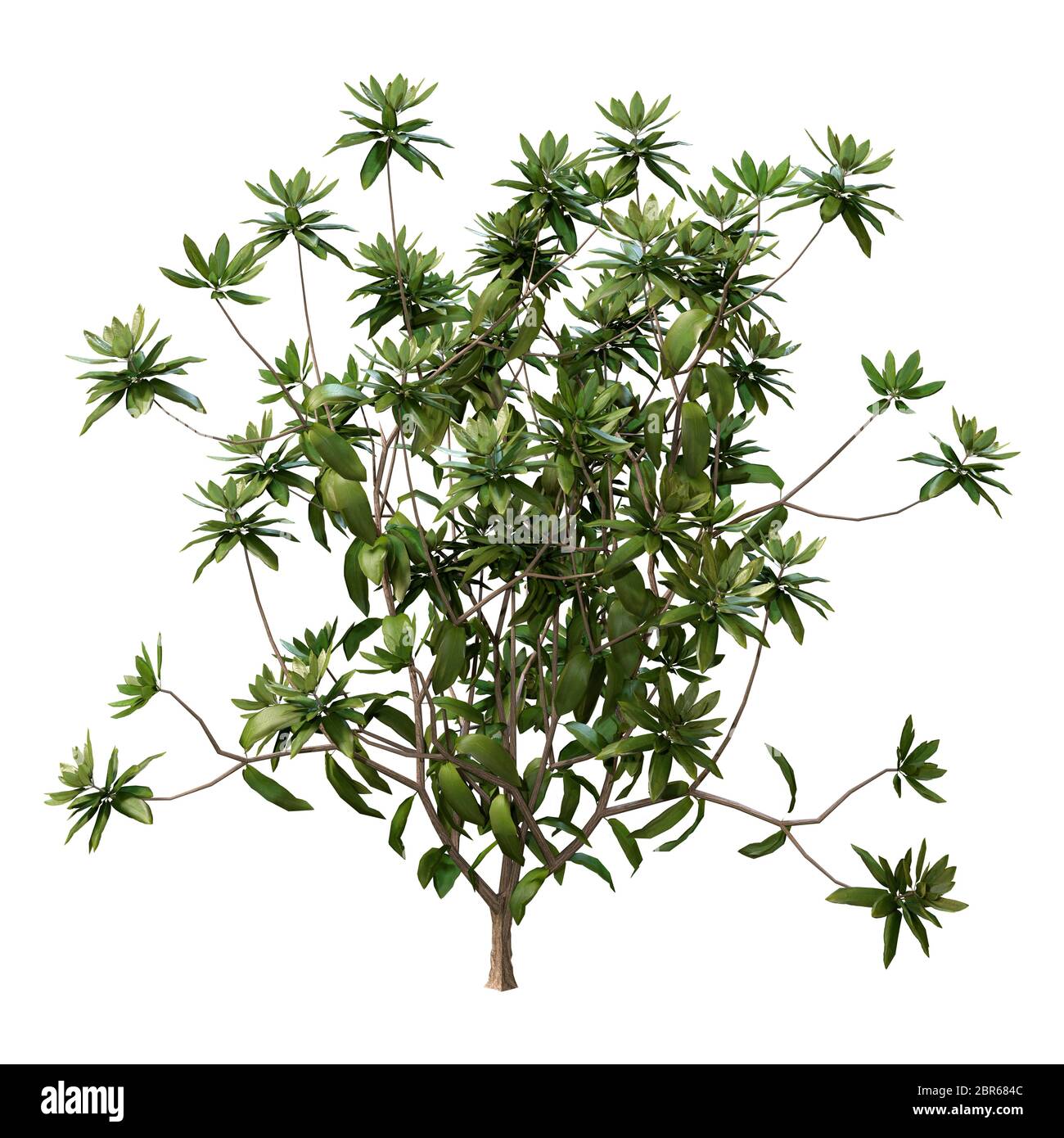 3D rendering of a rhododendron plant isolated on white background Stock ...