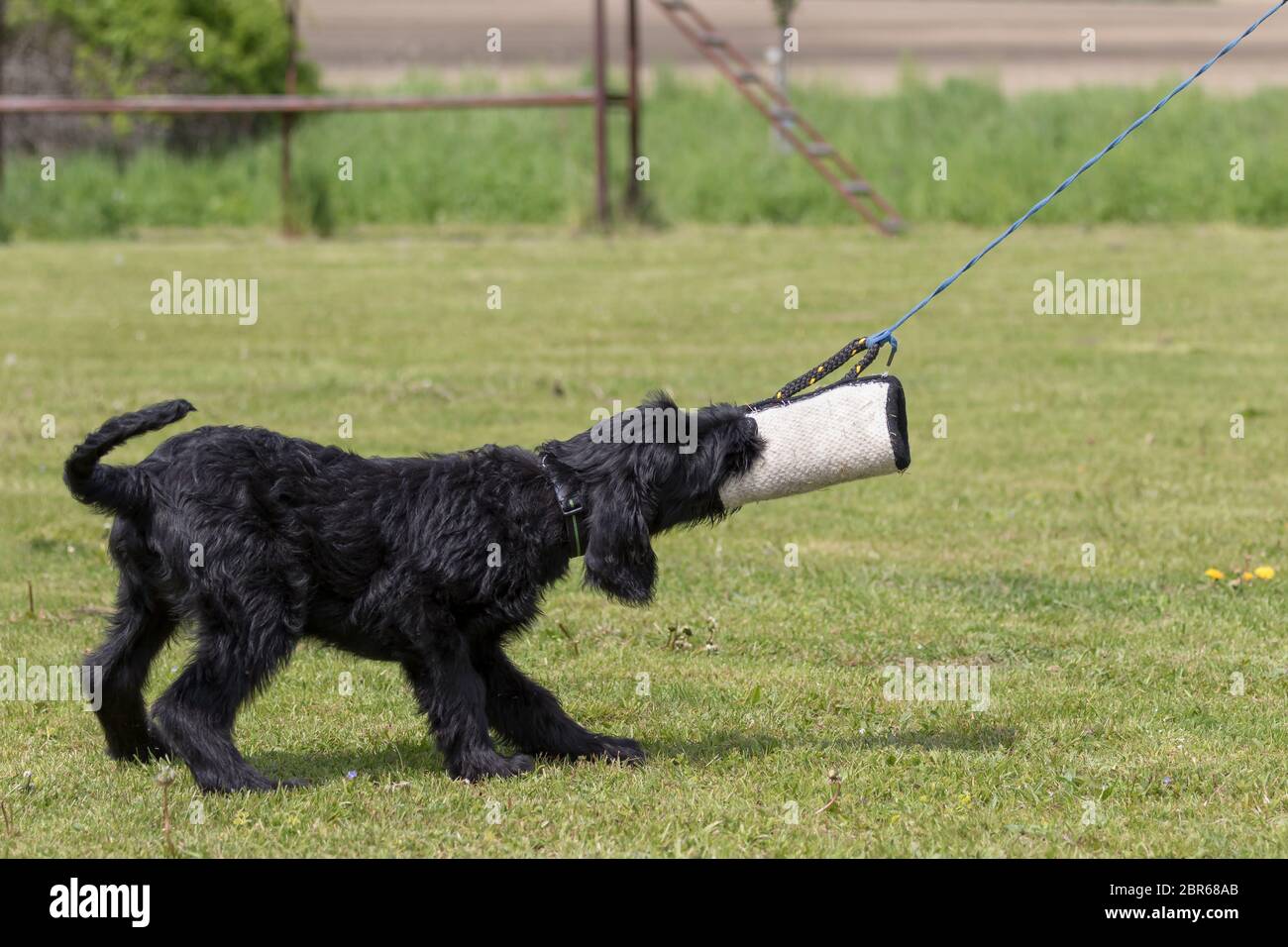 Side view of Black Schnauzer dog on training ground bitten into a dog ...
