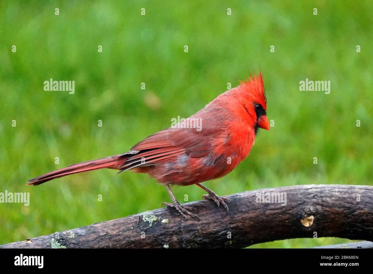 Northern Cardinal male singing for a mate Stock Photo - Alamy