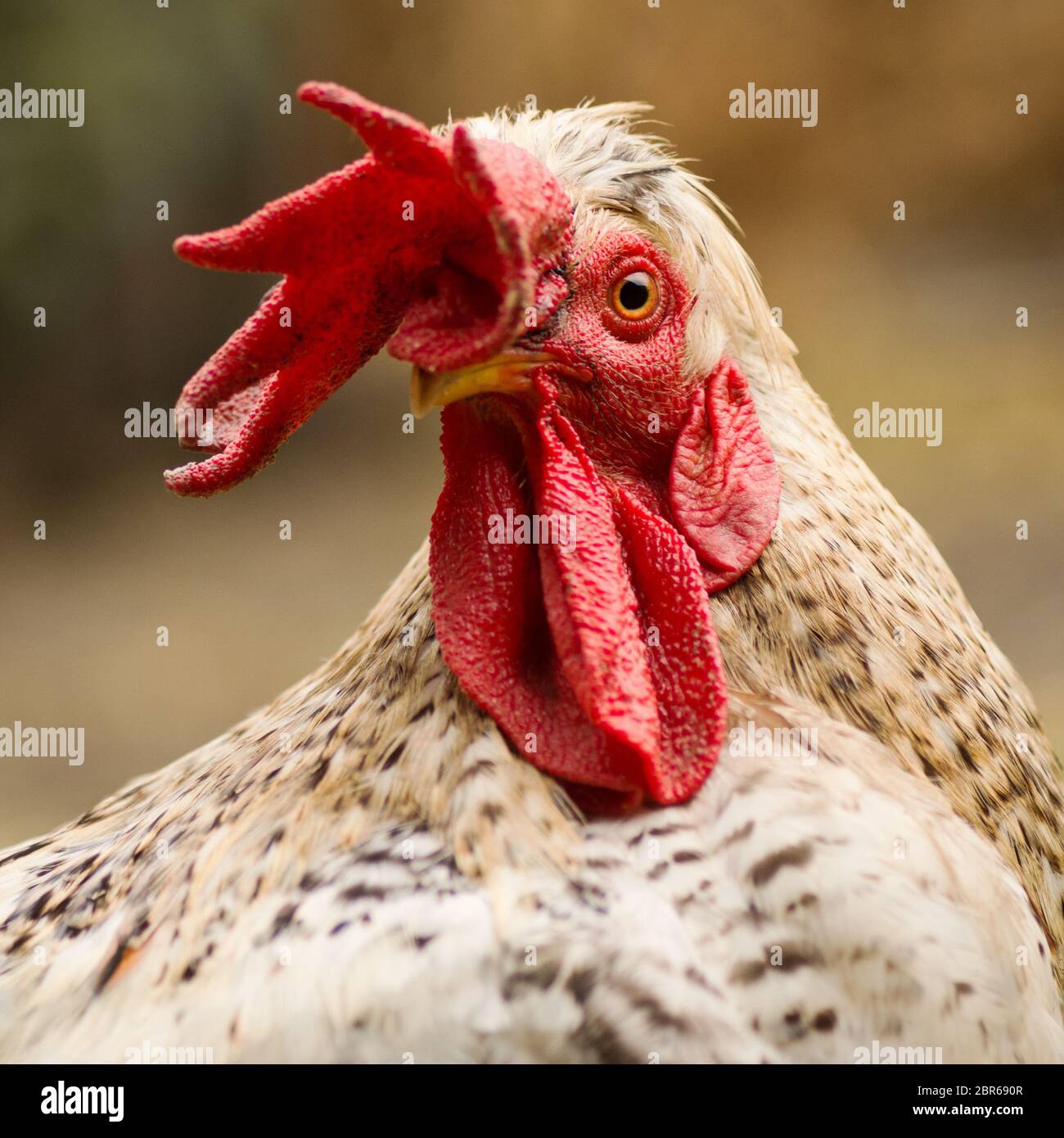 Animal portrait of white speckled rooster with big crest on head Stock ...