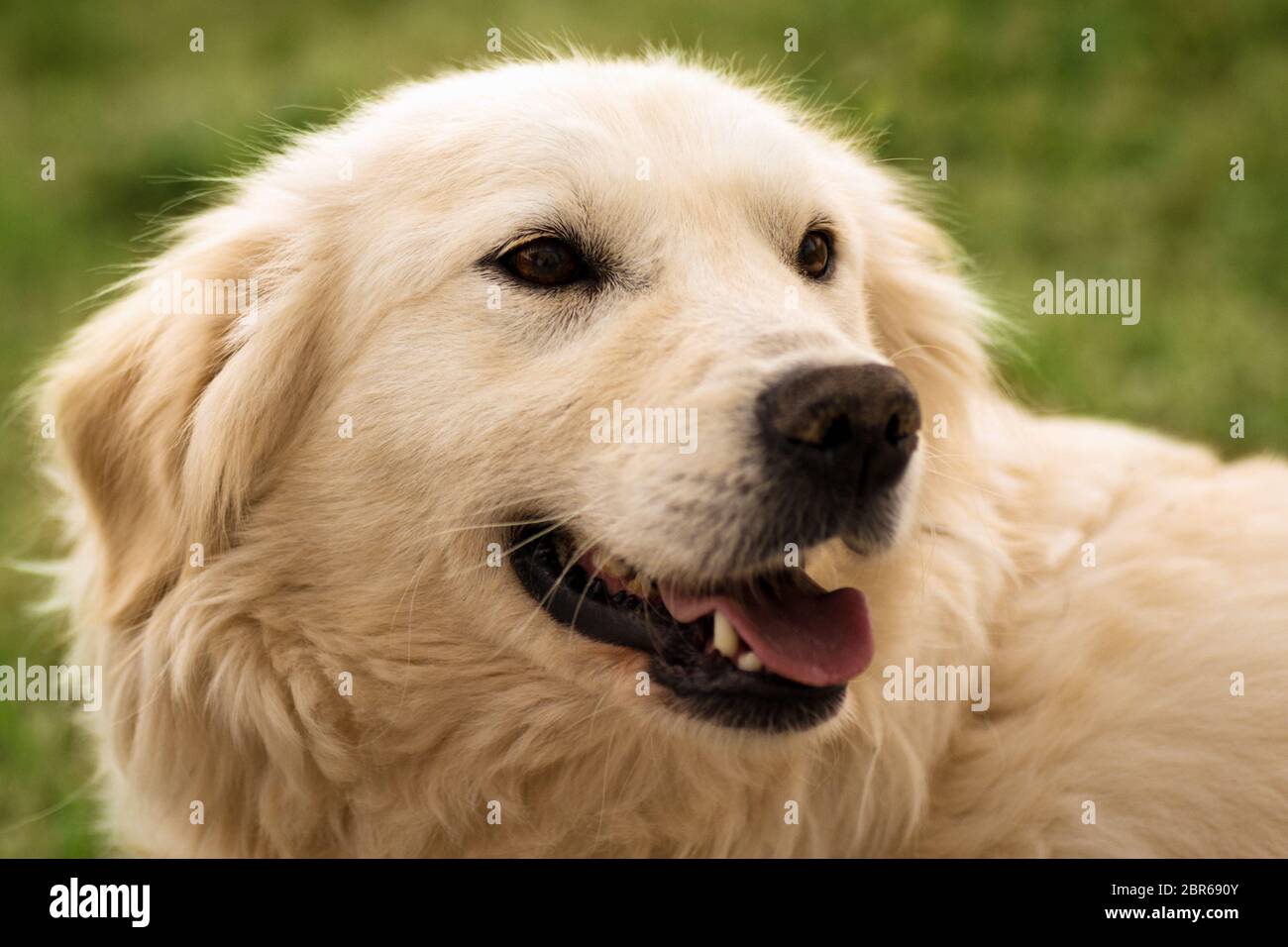 Animal portrait of friendly golden retriever dog on green background ...