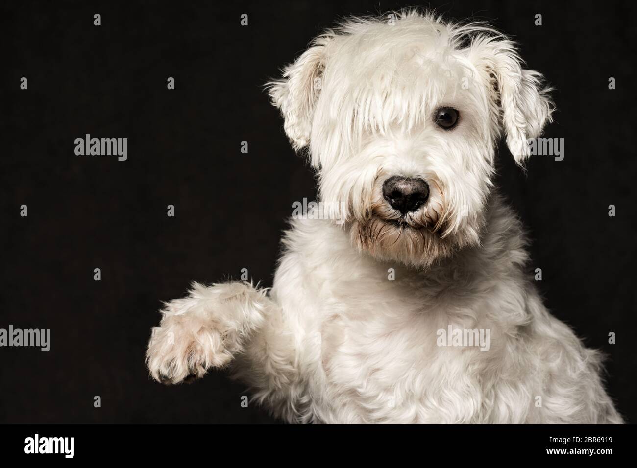 Friendly cute white schnauzer dog is posing with paw on dark background ...