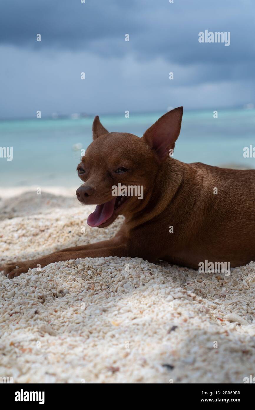 Happy small ginger dog on the sandy beach over blue sea and sky ...