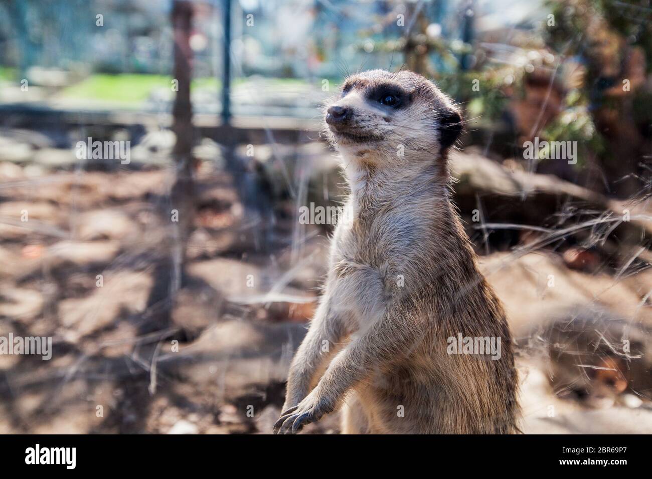 Funny curious animal meerkat or suricate in the ZOO Stock Photo - Alamy
