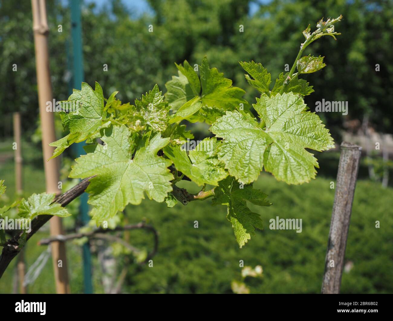 leaves of vitis (Vitaceae) aka vine or grapevine plant Stock Photo - Alamy