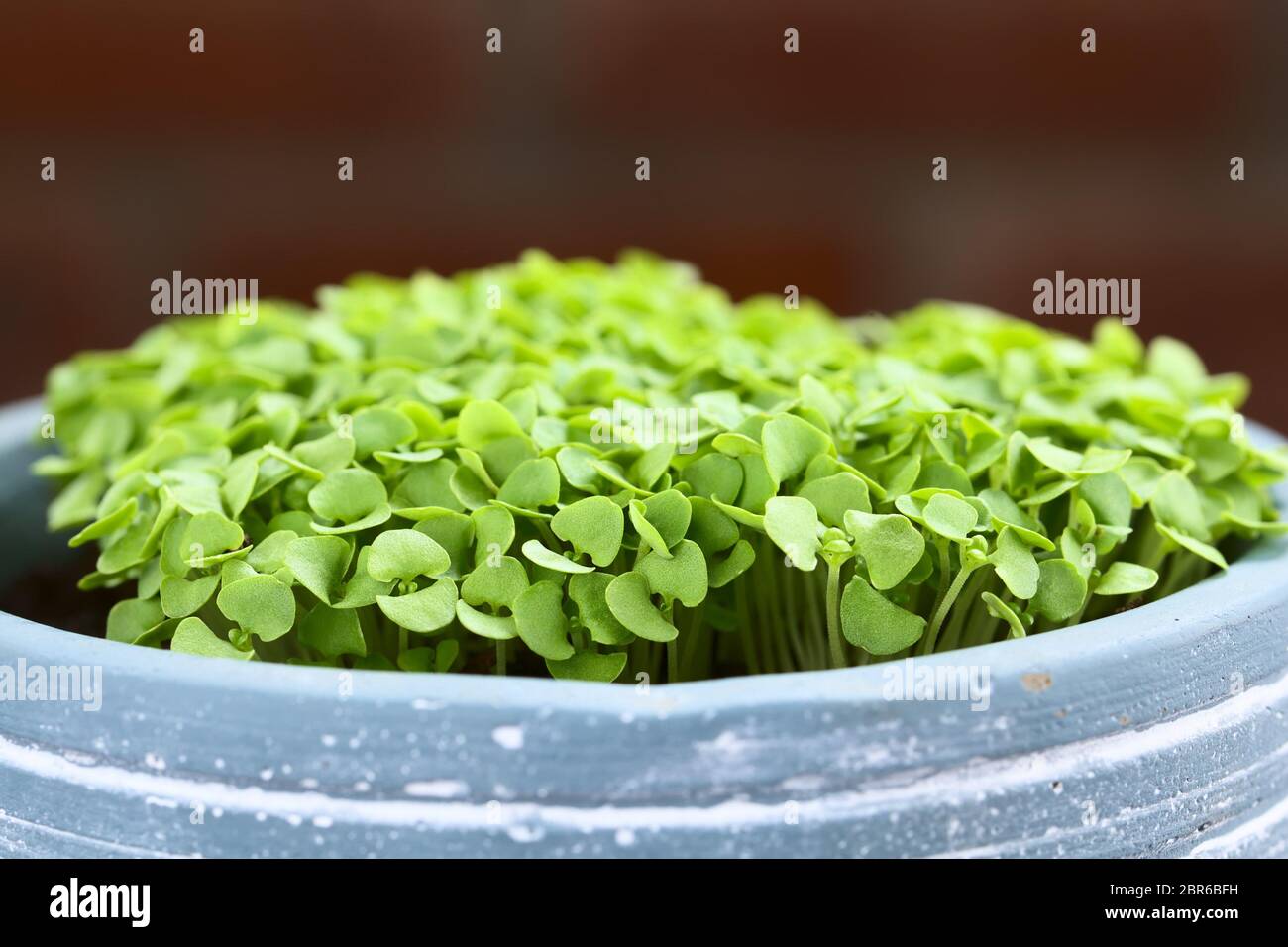 Many small basil seedlings in pot (Selective Focus, Focus on the first ...