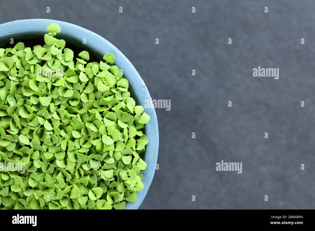 Many small basil seedlings in pot, photographed overhead on slate ...