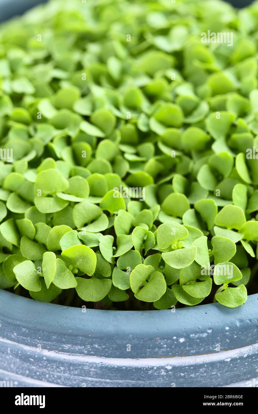 Many small basil seedlings in pot (Selective Focus, Focus on the first ...