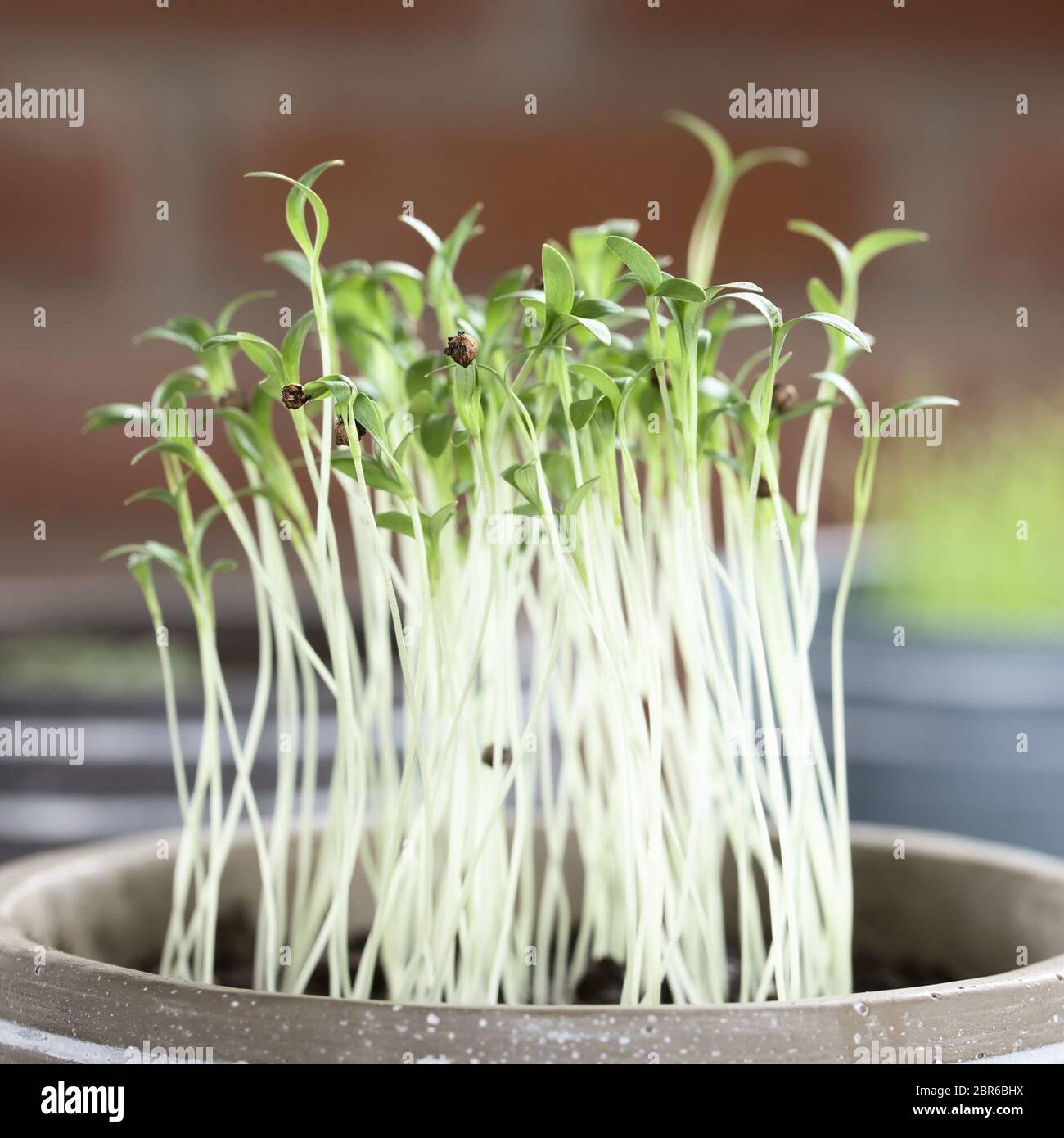 Young coriander seedlings in pot (Very Shallow Depth of Field, Focus on ...