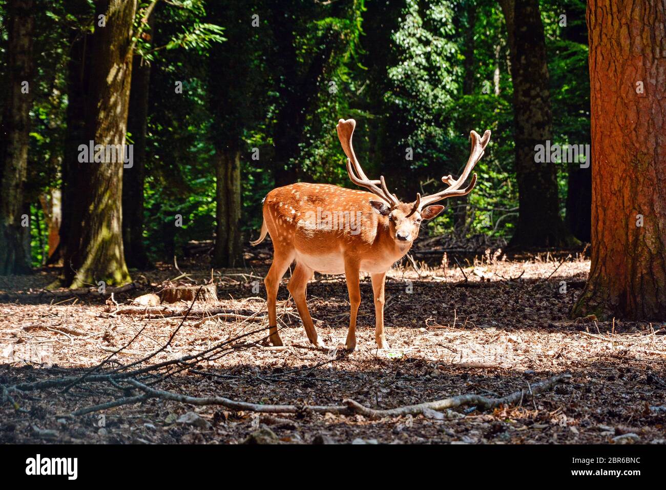 Beautiful roe deer buck hi-res stock photography and images - Alamy