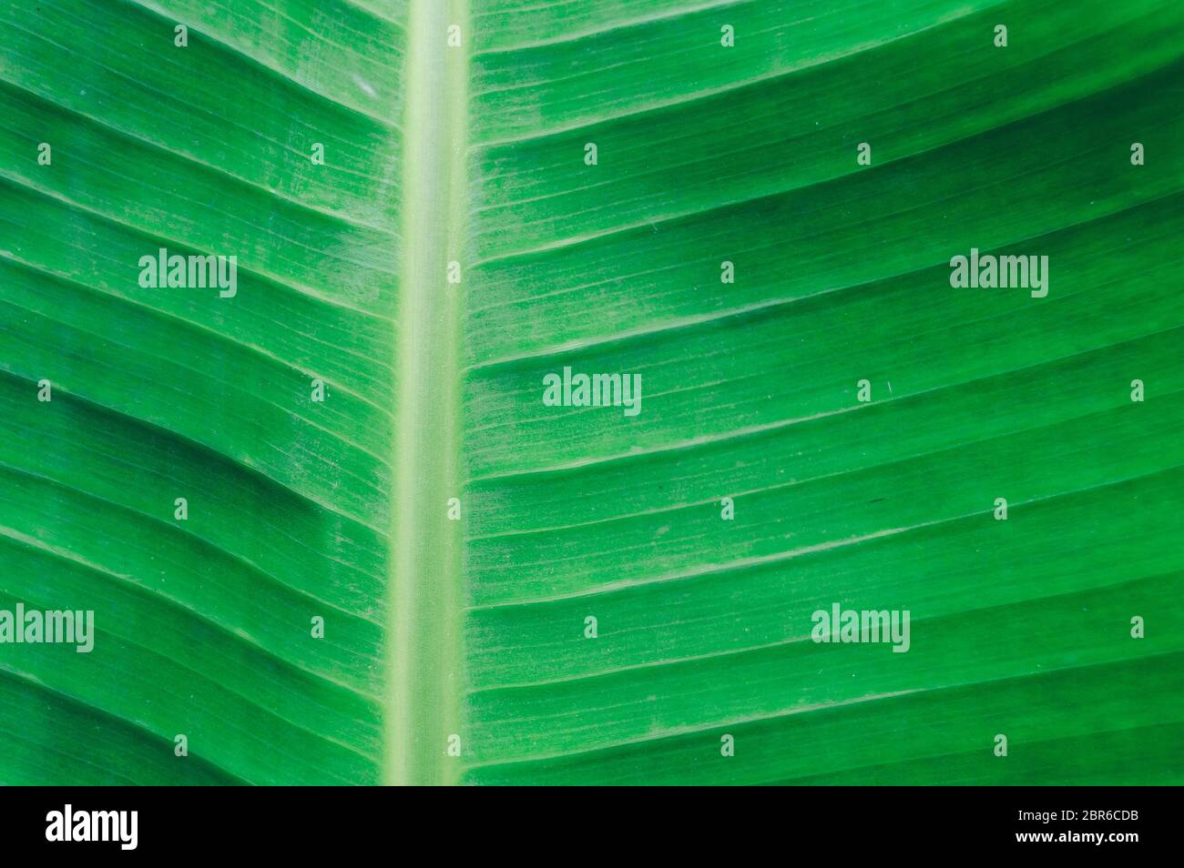 Vain pattern hi-res stock photography and images - Alamy