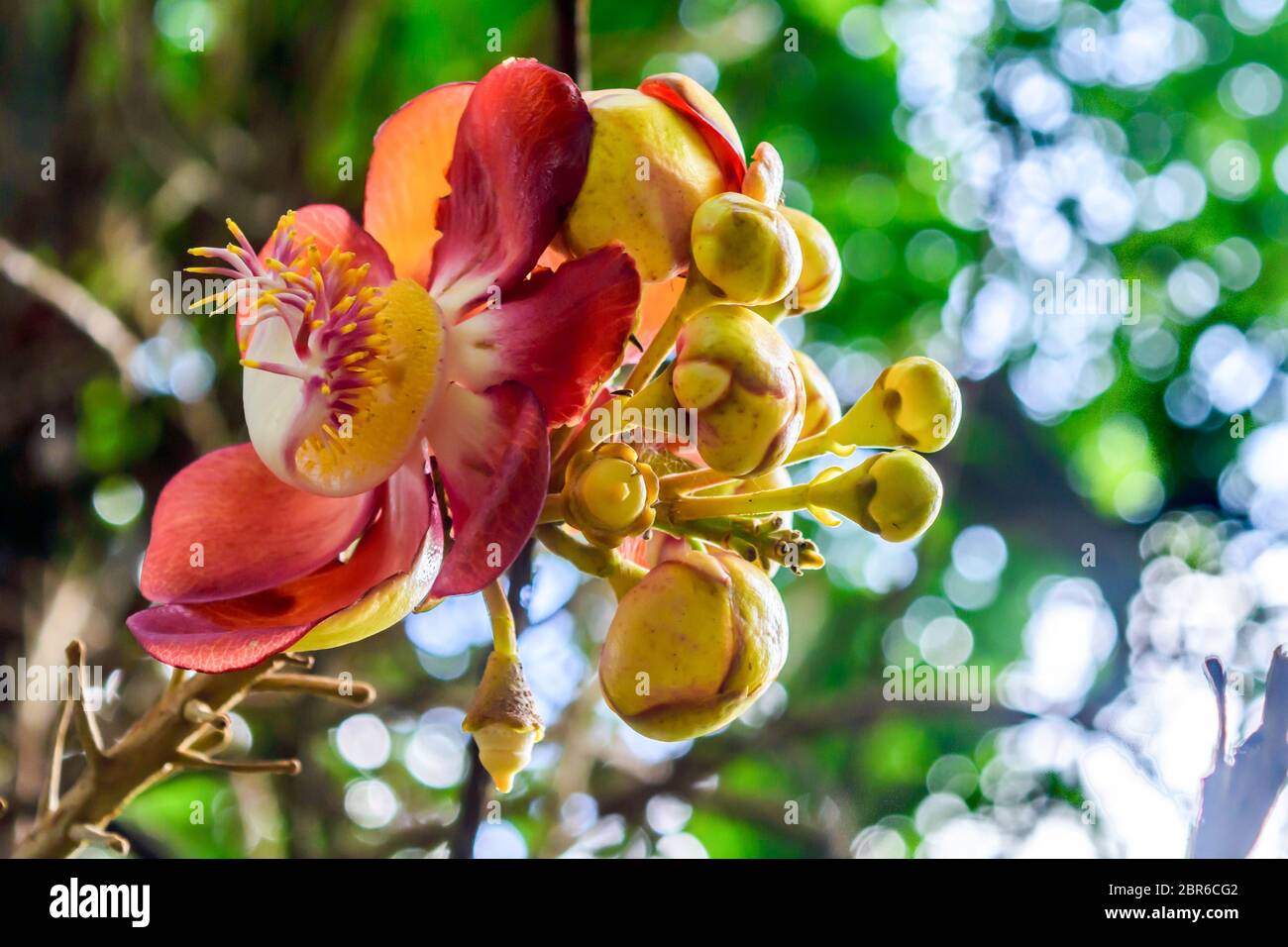 Tiger claw tree hi-res stock photography and images - Alamy