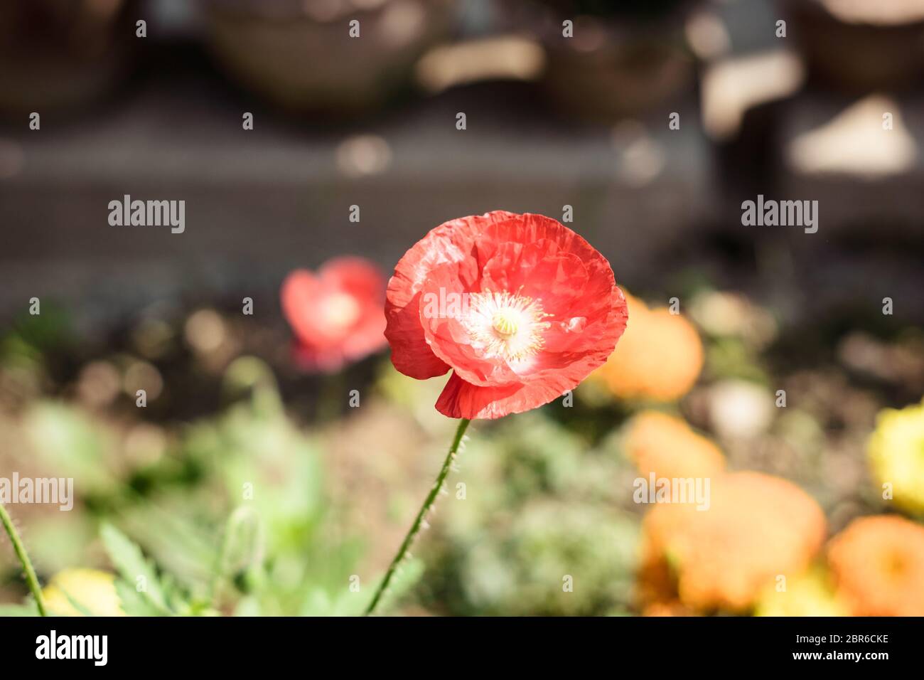 A corn poppy flower (Papaver rhoeas) also called corn rose, field poppy ...